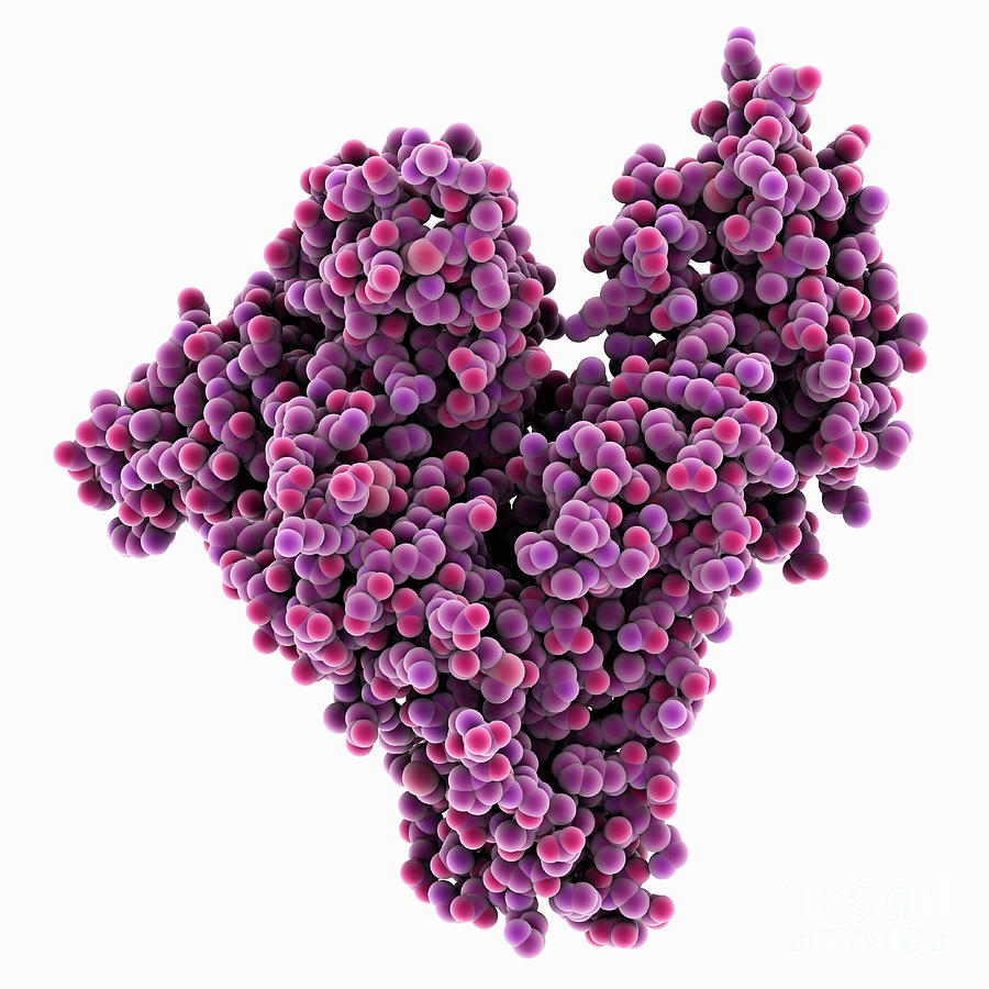 Human Serum Albumin by Science Photo Library