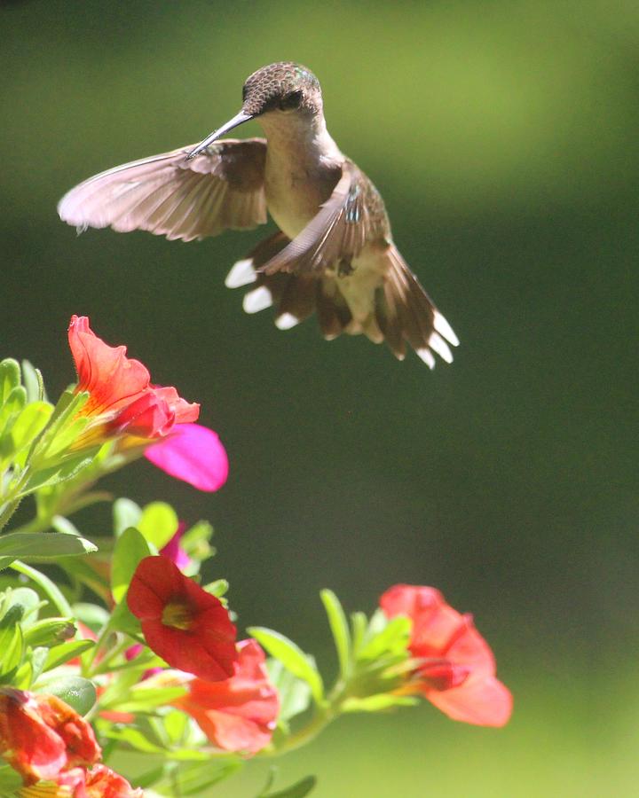 Hummingbird and flower Photograph by On The Go Candace Daniels - Fine ...