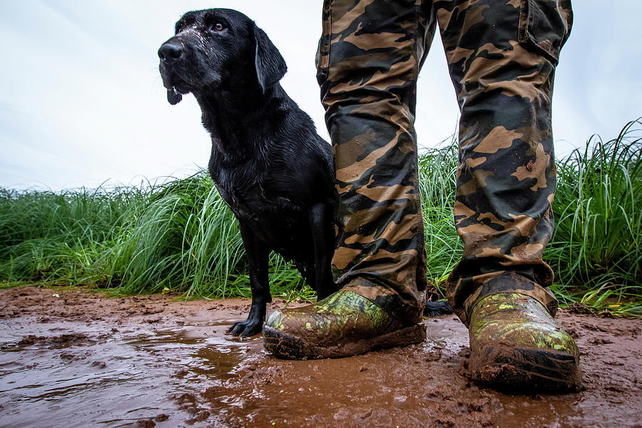 Hunter And Black Labrador Being Trained Photograph by Joel Sheagren ...