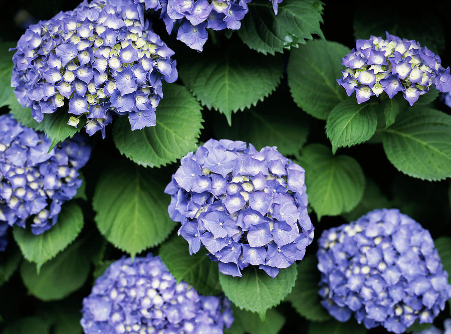 Hydrangeas Photograph by Michael Pole | Fine Art America