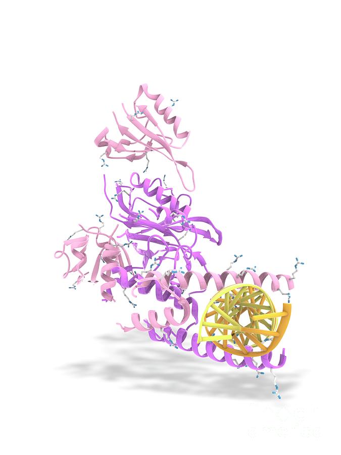 Hypoxia Inducible Factor Bound To Dna Photograph By Ramon Andrade 3dcienciascience Photo