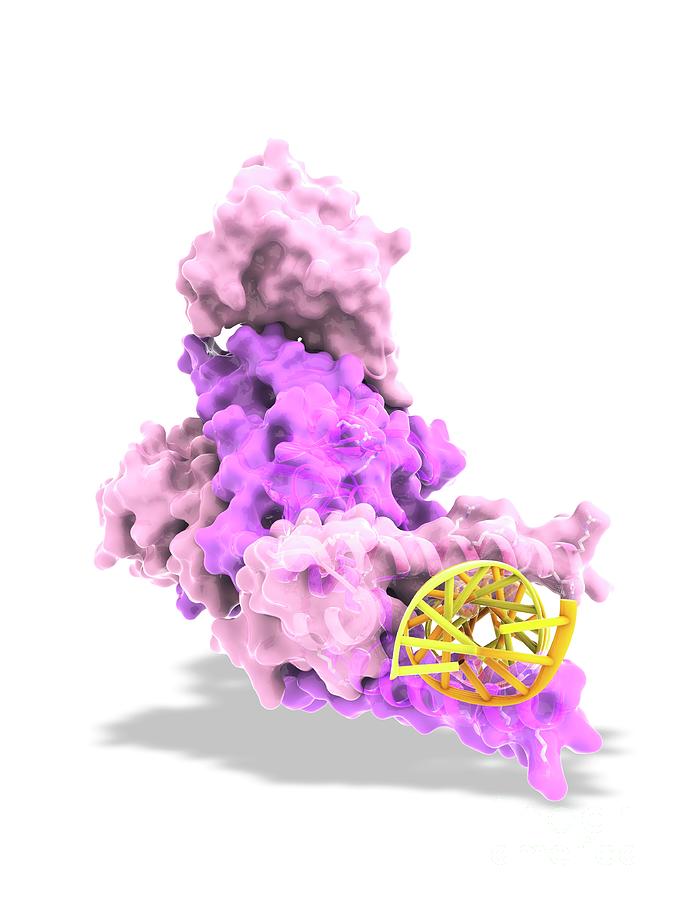 Hypoxia Inducible Factors Bound To Dna Photograph By Ramon Andrade 3dcienciascience Photo