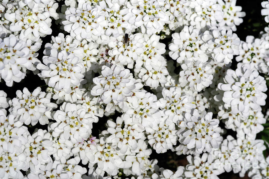 Iberis 'fischbeck' Photograph by Neil Joy/science Photo Library - Fine Art America