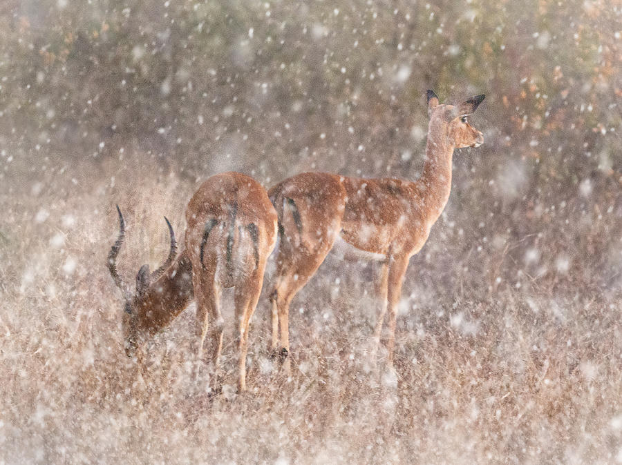 Impalas Photograph by Sayyed Nayyer Reza - Fine Art America Impalas Photograph by Sayyed Nayyer Reza - Fine Art America