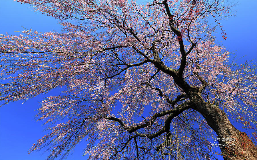 Impressive tree Photograph by Unknown - Fine Art America