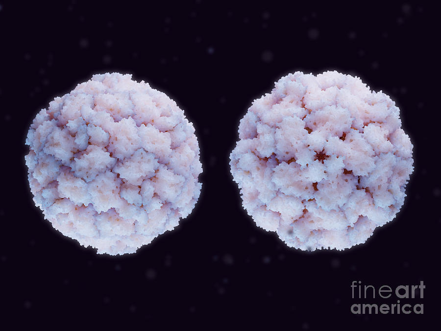 Inactivated And Activated Rhinovirus Photograph by Juan Gaertner/science Photo Library - Pixels