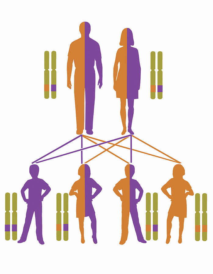 Infographic Showing Inheritance Pattern Photograph by Elise Walmsley ...