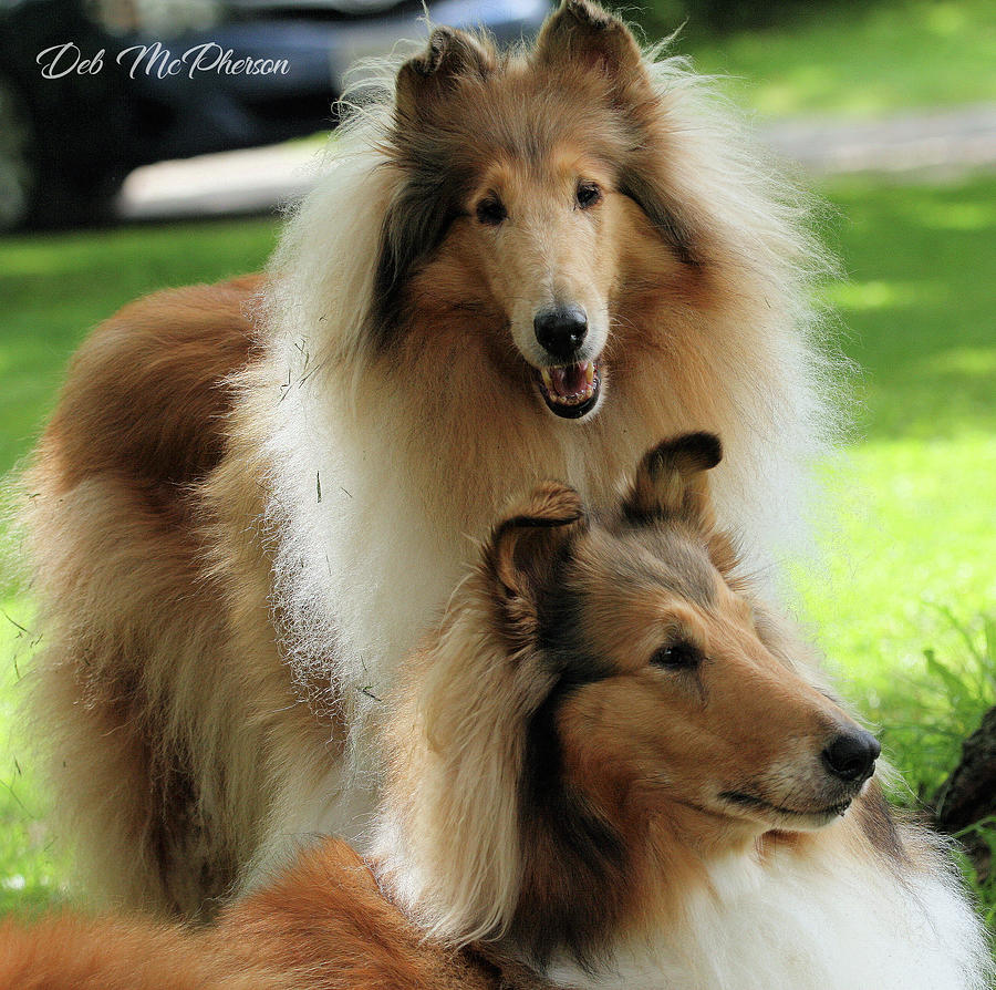 Inseperable Photograph by Deb McPherson - Fine Art America