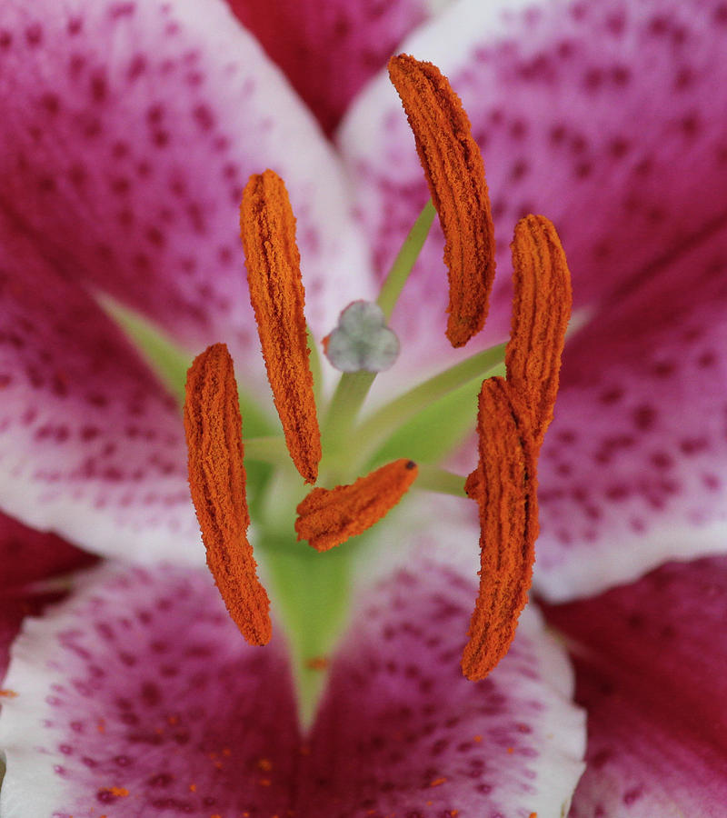 Inside A Flower Photograph by Nancy Wright - Fine Art America