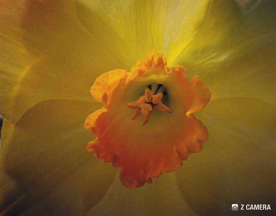 Inside of a daffodil Photograph by Penny Hull - Pixels