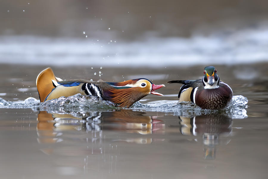 Instigating Photograph by Rob Li | Fine Art America