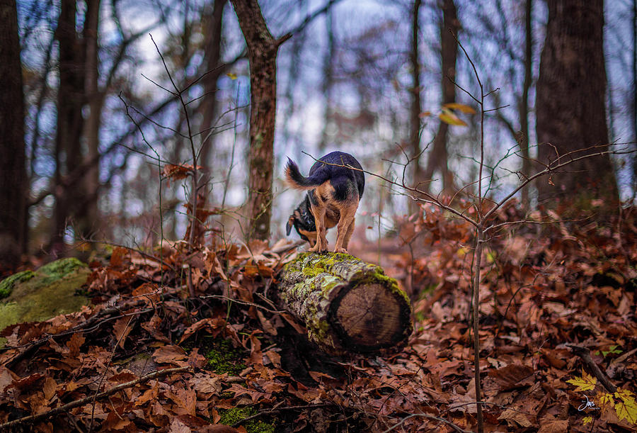 Interesting Smells Photograph by Ron Jones - Fine Art America