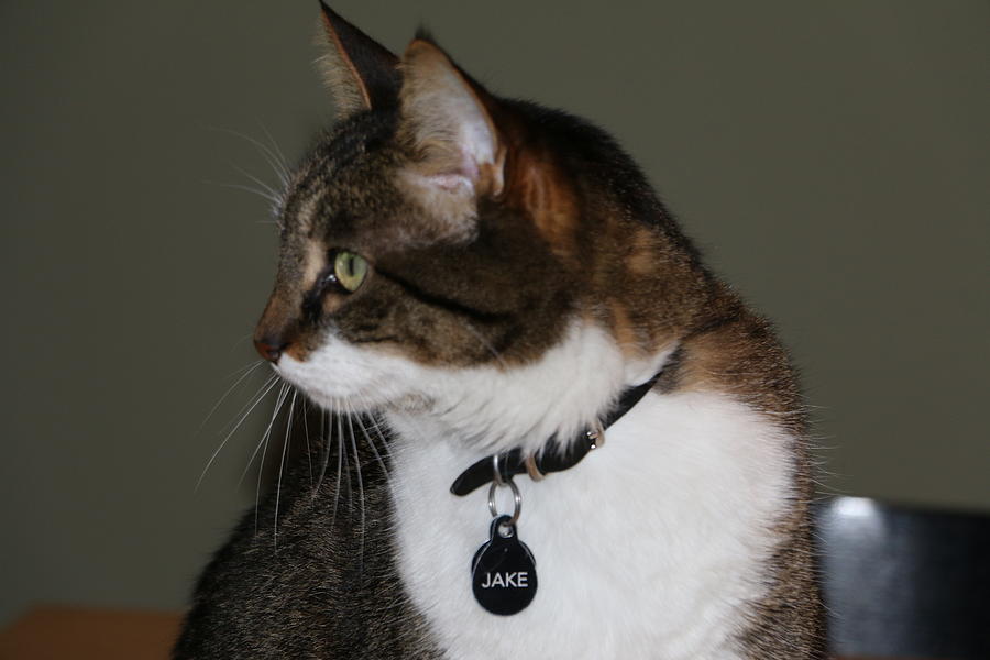 Jake the Cat Photograph by Dani Keating - Pixels