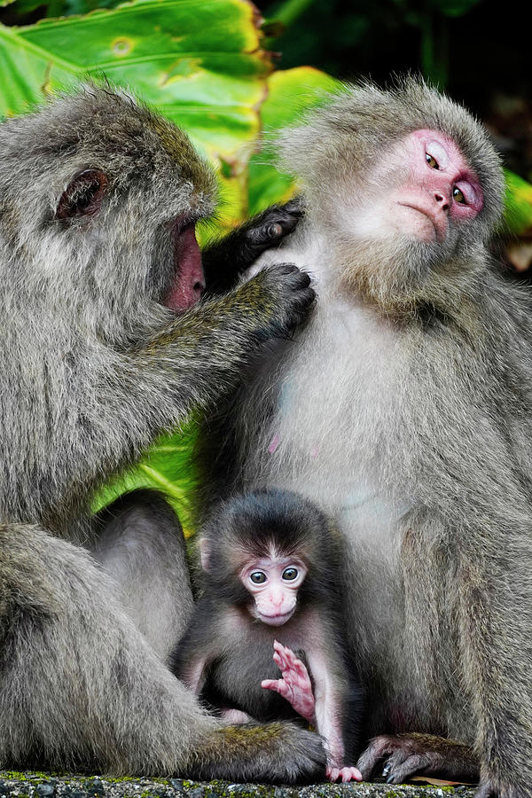 Japanese Macaques Grooming Photograph by Hiroya Minakuchi - Pixels