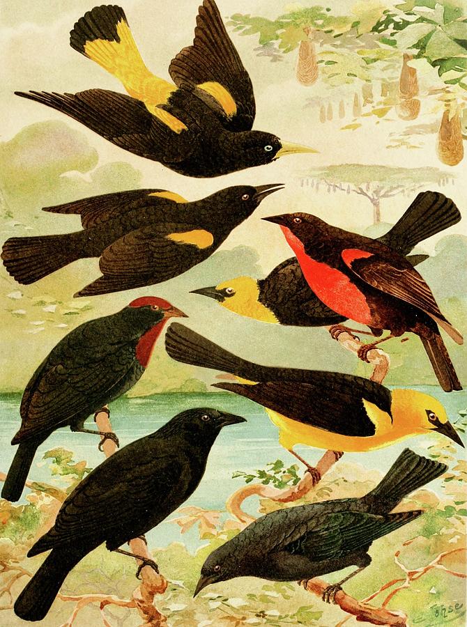 Japiim, Rouxinol, Policia Ingleza, Ira-taua, Ira-una Painting by Emil ...