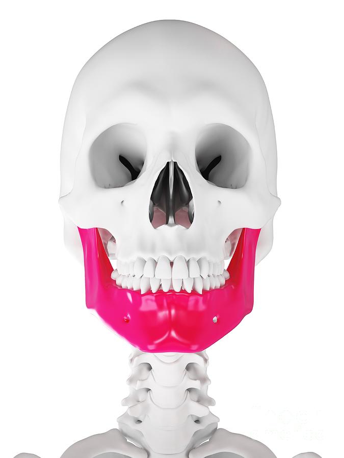 Jaw Bone by Science Photo Library