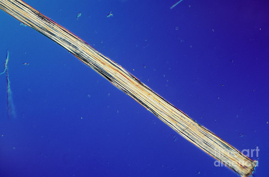 Jute Fibre Photograph by Astrid & Hanns-frieder Michler/science Photo Library - Fine Art America