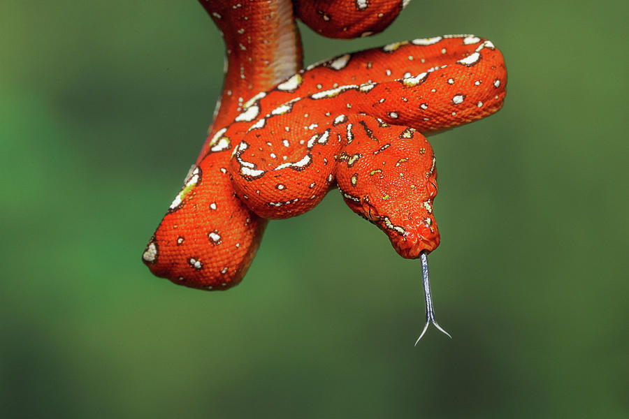 Juvenile Green Tree Python Photograph by Adam Jones - Fine Art America