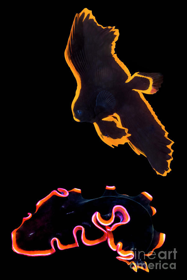 Juvenile Pinnate Batfish And A Lightning Flatworm by Science Photo Library