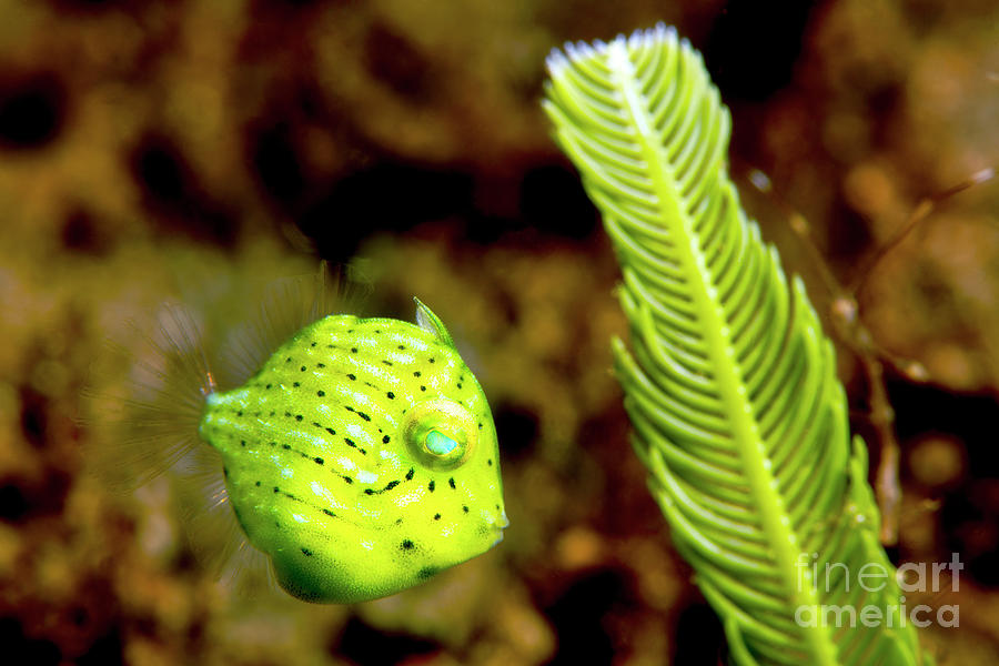 Juvenile Puffer Filefish Photograph by Science Photo Library - Pixels