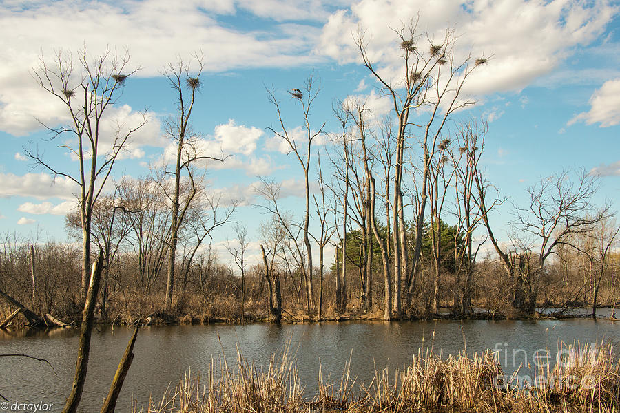 Kildeer Wetlands Nesting Grounds Photograph by David Taylor | Fine Art ...
