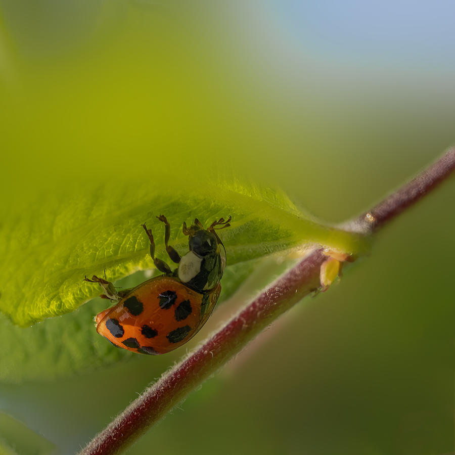 Lady Bug Photograph by Yi Pan - Fine Art America