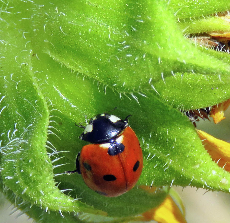 Ladybug feast Photograph by Chad Vidas - Fine Art America