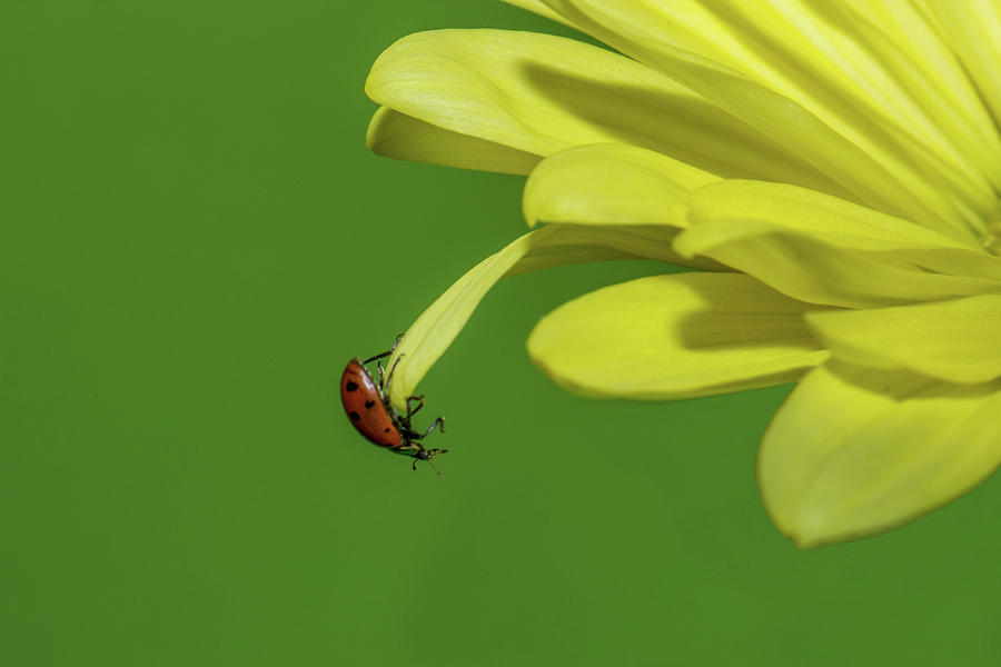 Ladybug on a Daisy Photograph by Marcy Burgis - Pixels