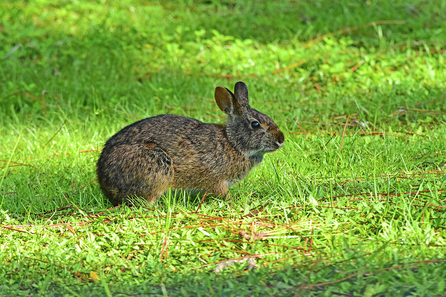 Large Marsh Rabbit Photograph by William Tasker - Fine Art America