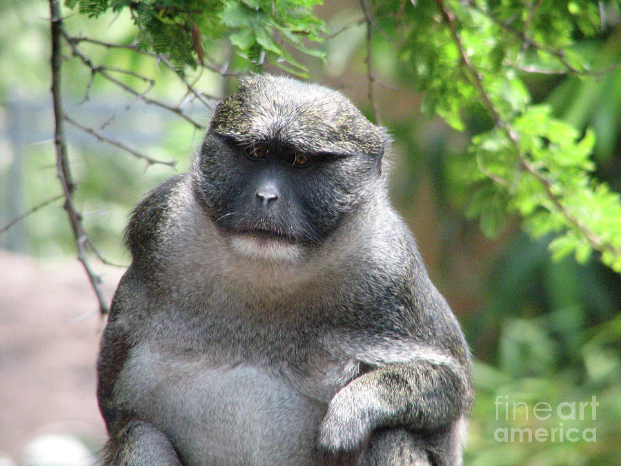 Large Silver Monkey with a Serious Expression Photograph by DejaVu ...