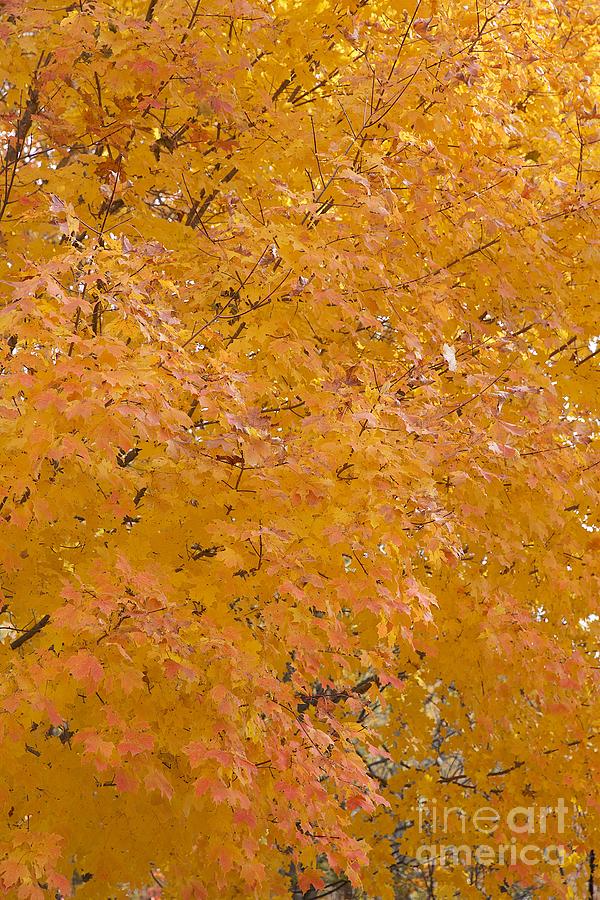 Leaf@Limb Photograph by Robert Pearson - Fine Art America