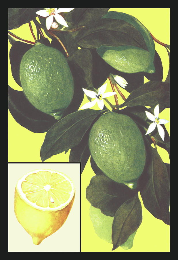 Lemon Painting by Unknown - Fine Art America