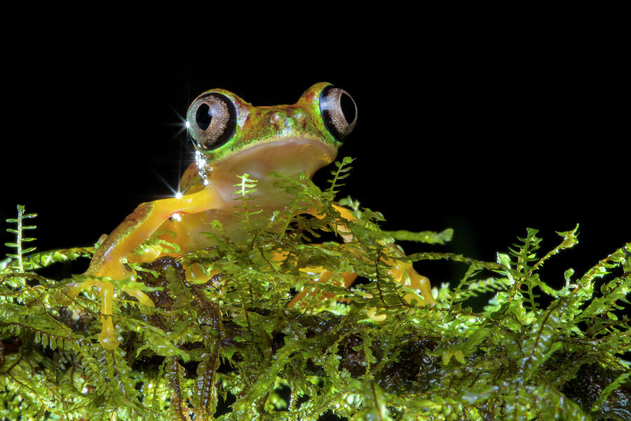 Lemur Leaf Frog In Vegetation At Night, Central Caribbean Photograph by ...