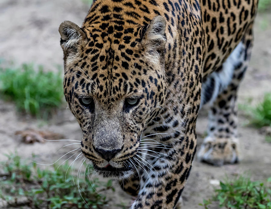 Leopard Low Photograph by Joel Cook - Fine Art America