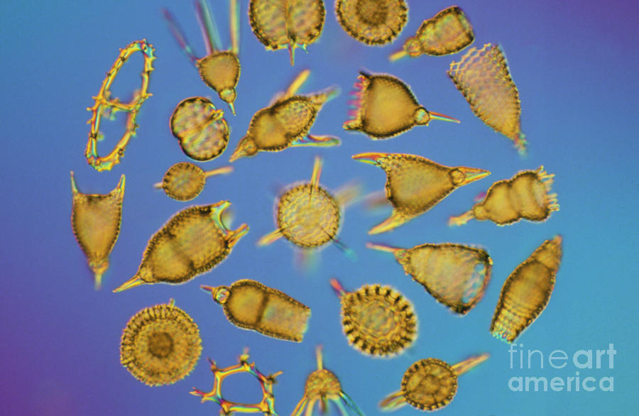 Light Micrograph Of Radiolaria Skeletons Photograph by Astrid & Hanns-frieder Michler/science ...