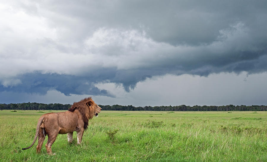 Lion Male Alert With An Approaching by Anup Shah Lion Male Alert With An Approaching by Anup Shah