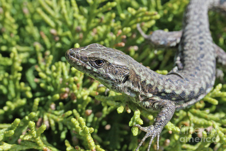 Lizard in the sun Photograph by Gregory DUBUS | Pixels
