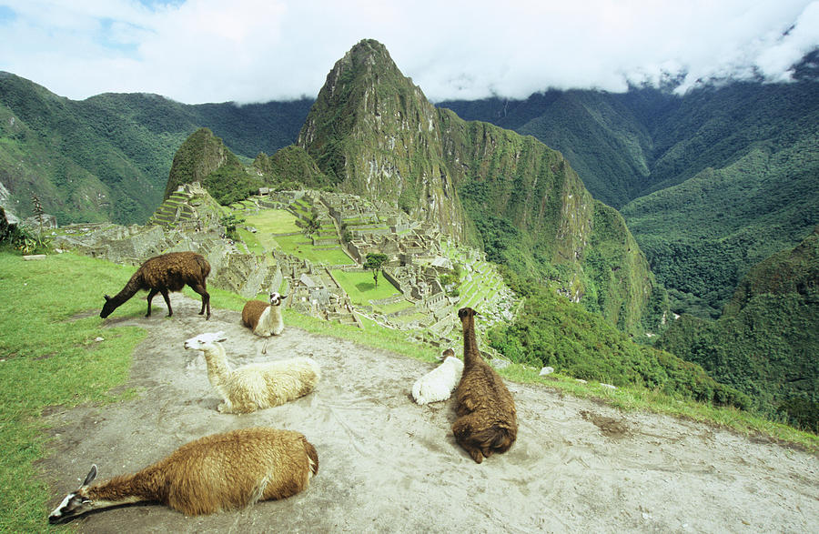Llamas At Machu Picchu Digital Art by David Forman - Fine Art America