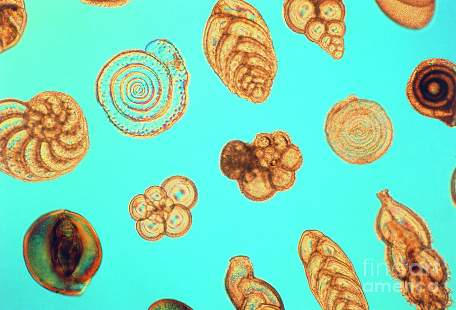 Lm Of A Group Of Foraminifera Shells Photograph by Astrid & Hanns-frieder Michler/science Photo ...
