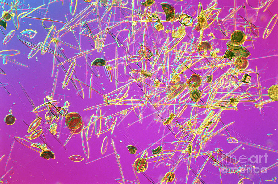 Lm Of Different Species Of Diatoms Photograph by Astrid & Hanns-frieder Michler/science Photo ...