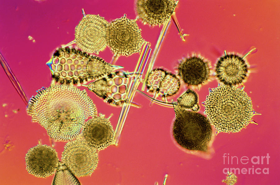 Lm Of Different Species Of Fossil Radiolaria Photograph by Astrid & Hanns-frieder Michler ...