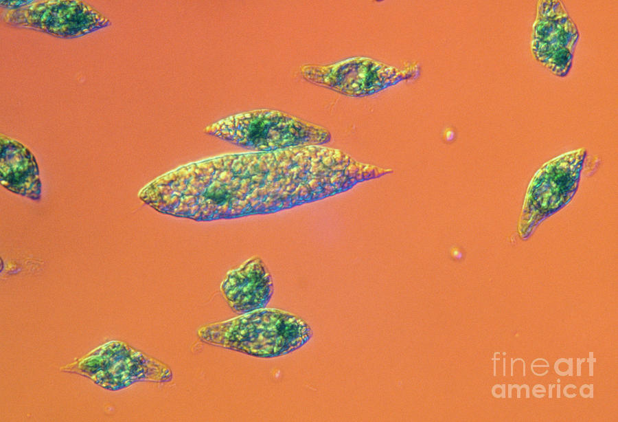 Lm Of Euglena Sp. Photograph by Astrid & Hanns-frieder Michler/science Photo Library - Pixels