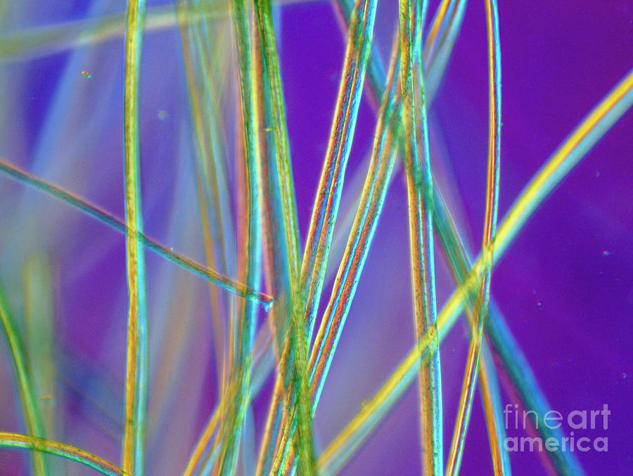 Lm Of Fibres Of Orlon Photograph by Astrid & Hanns-frieder Michler/science Photo Library - Fine ...