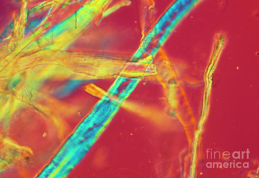 Lm Of Pure Cellulose Fibres For Textiles Photograph by Astrid & Hanns-frieder Michler/science ...
