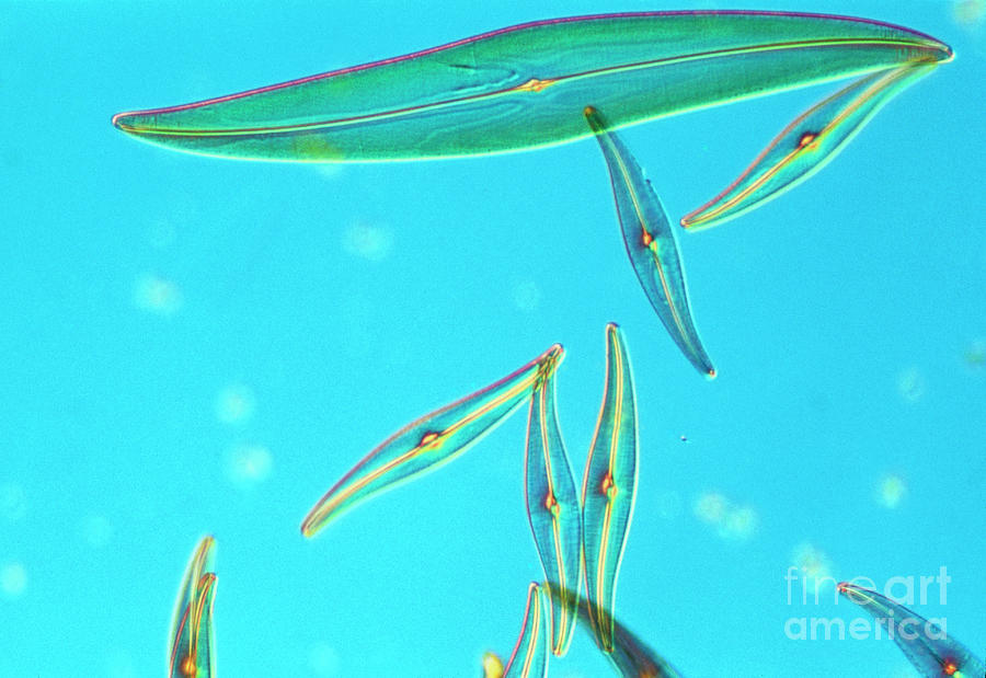 Lm Of Rod-shaped Diatoms by Science Photo Library