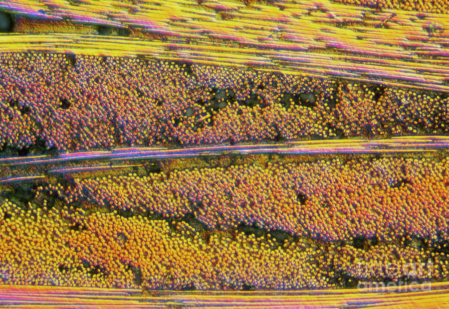 Lm Of Section Of Plastic Material Photograph by Astrid & Hans Frieder Michler/science Photo ...