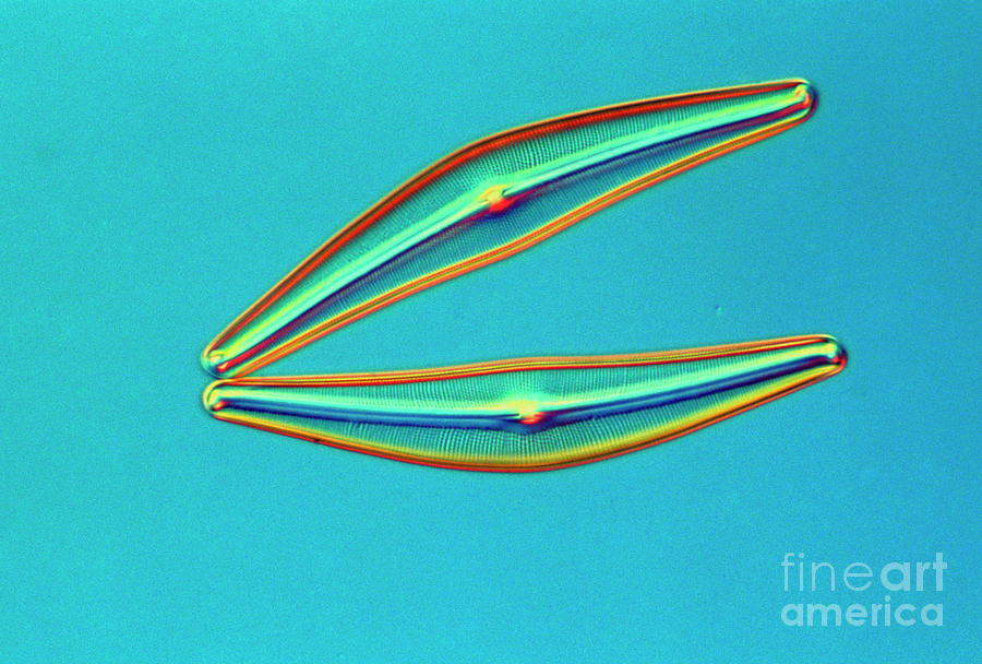Lm Of The Rod-shaped Diatom Photograph by Astrid & Hanns-frieder Michler/science Photo Library ...