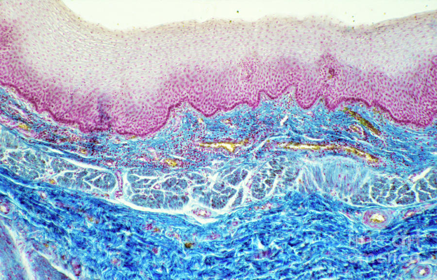 Lm Showing The Wall Of The Human Oesophagus Photograph by Astrid & Hanns-frieder Michler/science ...