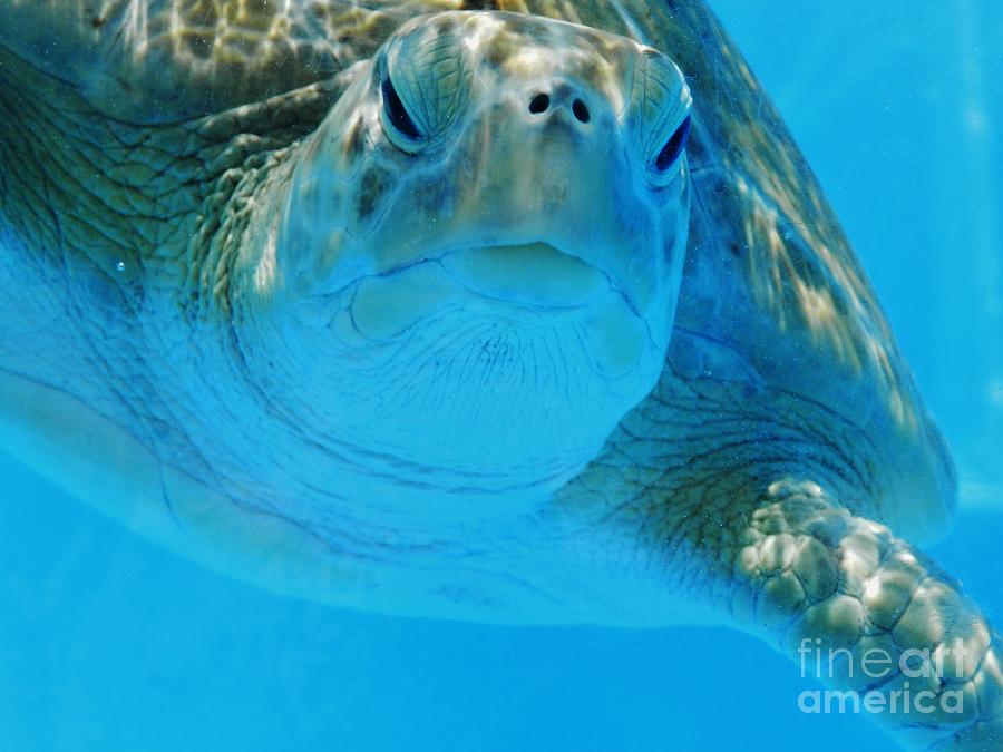 Loggerhead Turtle Photograph by Snapshot Studio - Fine Art America