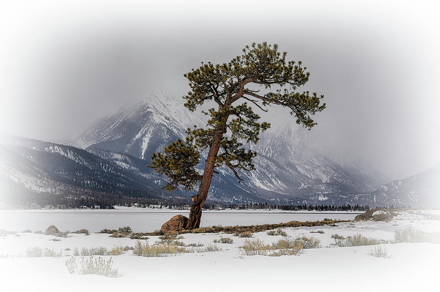 Lone Pine Photograph by Eric Glaser - Pixels